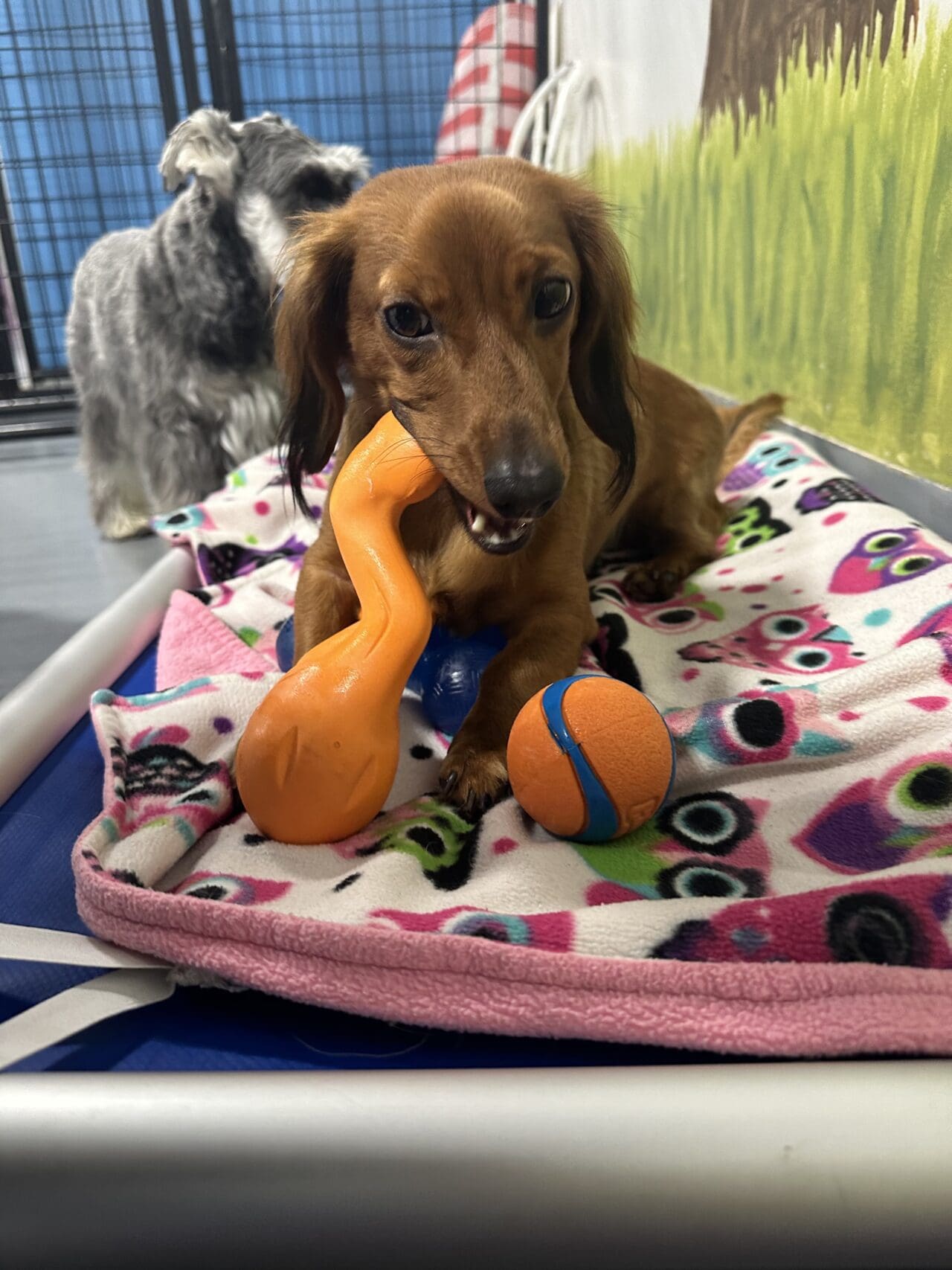 The Five Pillars of Dog Enrichment | Pinnacle Pets